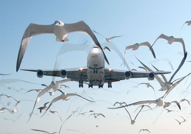 Aumentano i casi di bird strike: cause e conseguenze